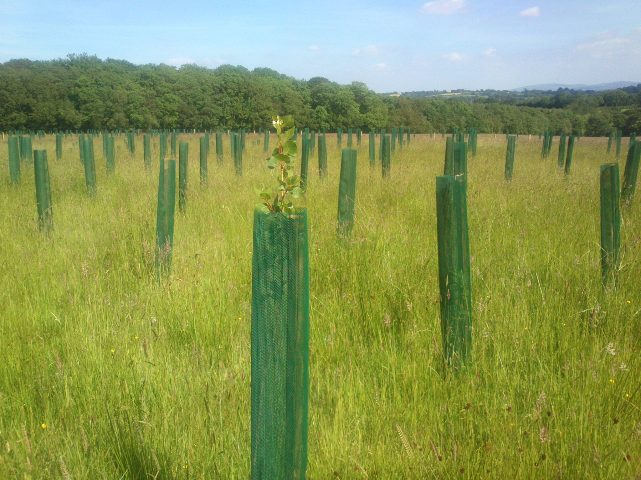 Tree planting, woodland creation & design – White Wood Management